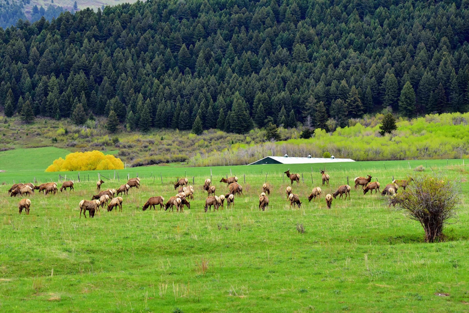 Silver Brand Ranch | Bozeman Montana | Fay Ranches