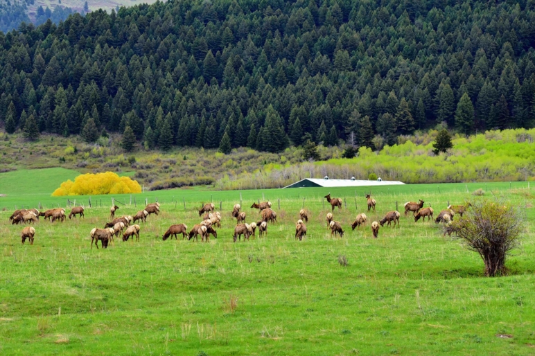 Silver Brand Ranch | Bozeman Montana | Fay Ranches