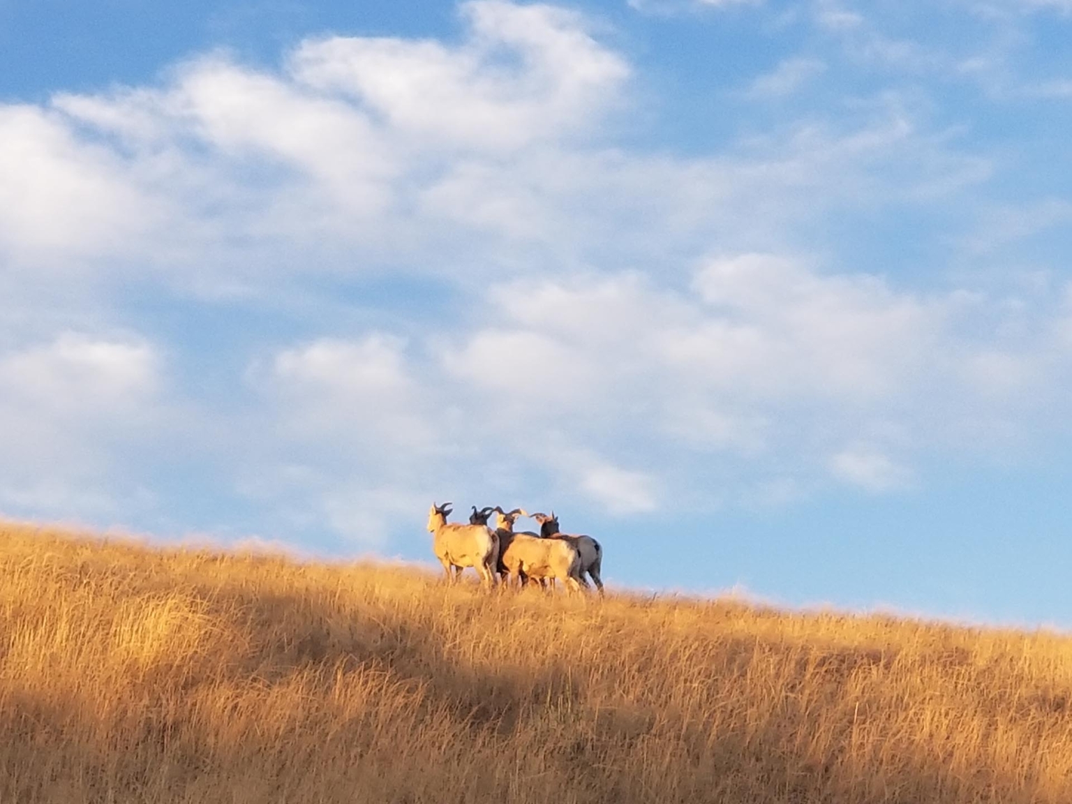 Zortman Landusky Gold Resource Property | Fay Ranches