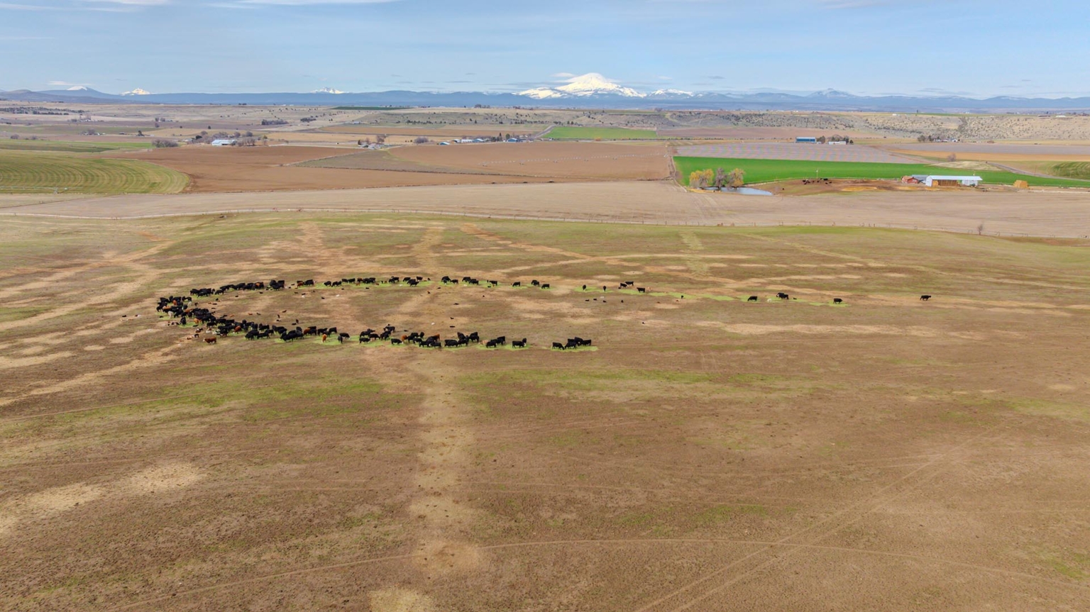 Fessler Hay & Cattle Ranch | Madras Oregon | Fay Ranches