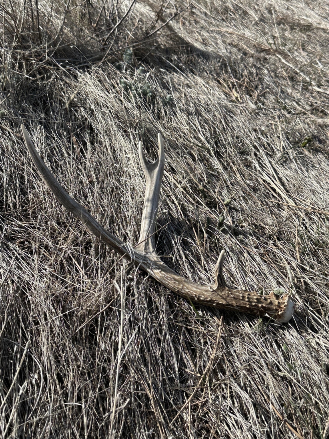 Pine Butte Ranch | Ryegate Montana | Fay Ranches