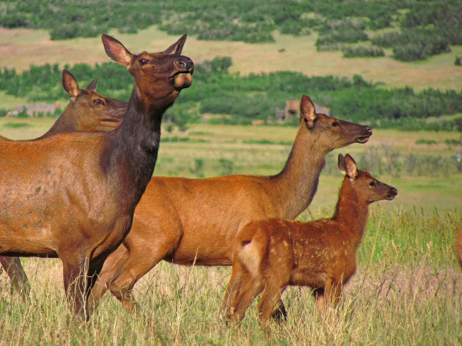 Elk Gap Ranchette | La Veta Colorado | Fay Ranches