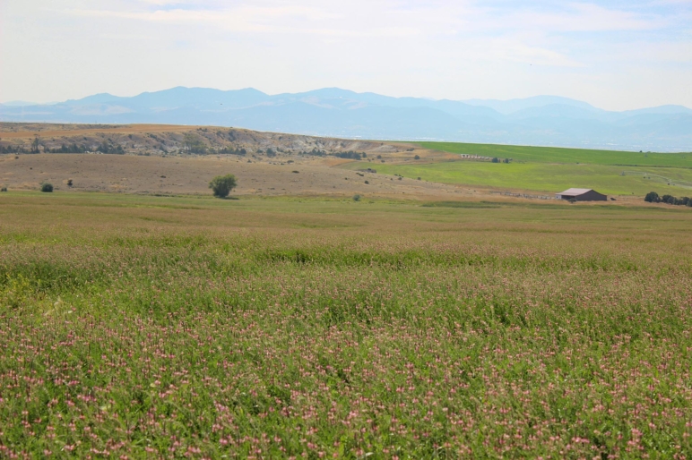 Helena Valley Hay Farm | Helena Montana | Fay Ranches