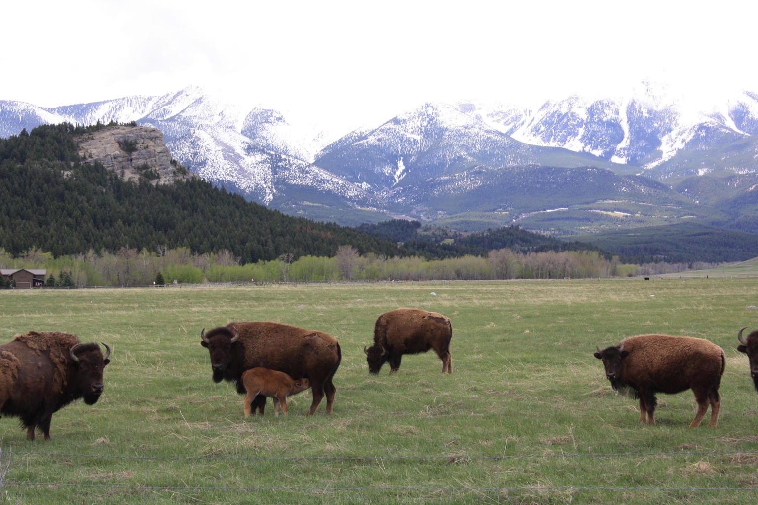 Sheep Mountain High Point Ranch | Red Lodge Montana | Fay Ranches