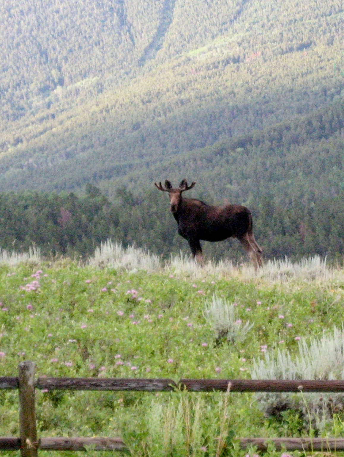 Sheep Mountain High Point Ranch | Red Lodge Montana | Fay Ranches