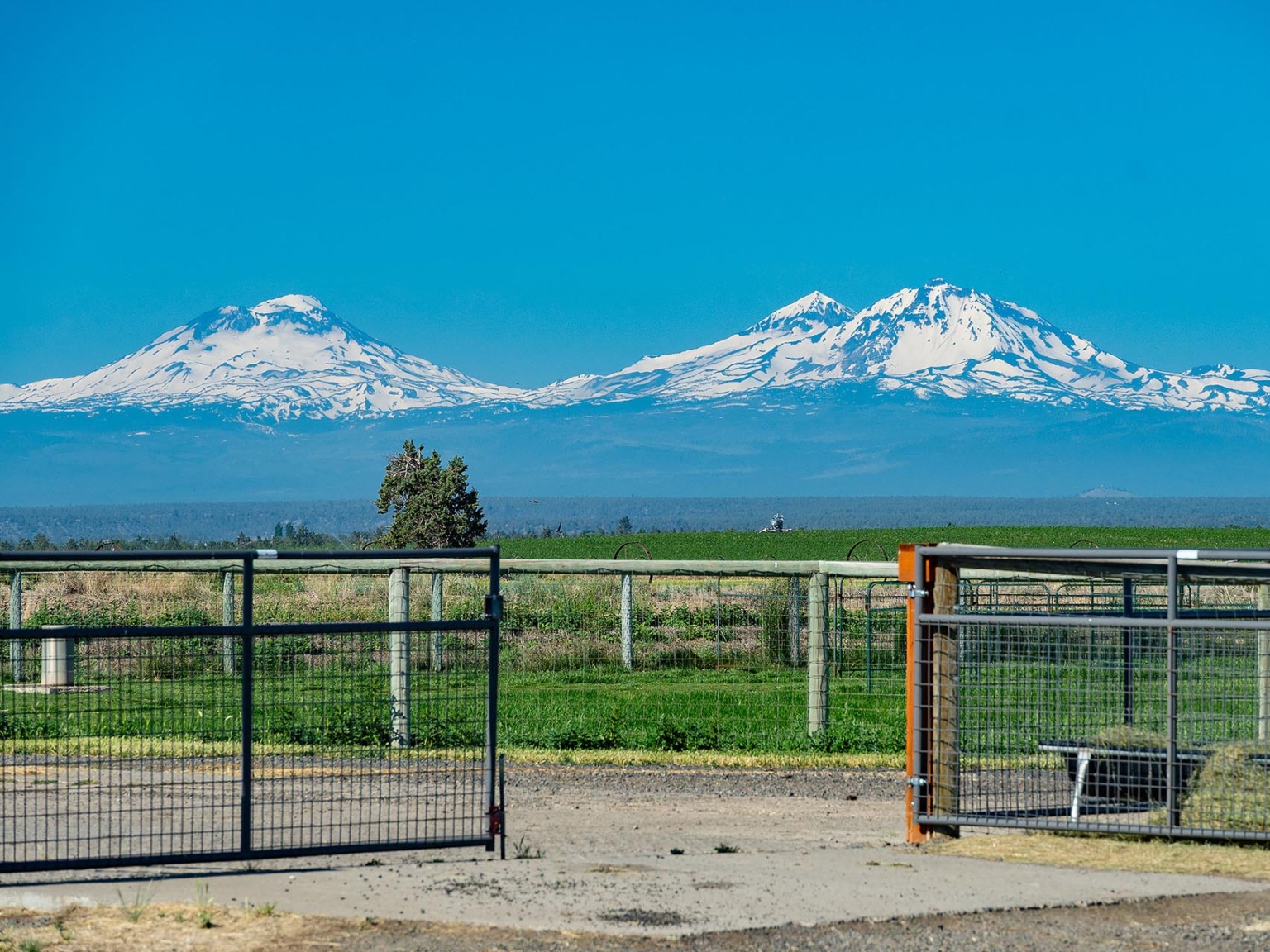 Mountain View Livestock Farm | Culver Oregon | Fay Ranches