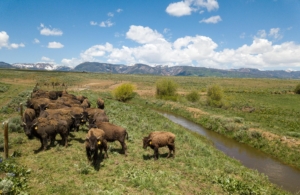 Eagle’s Wing Ranch | Coalmont Colorado | Fay Ranches