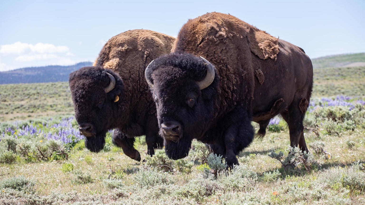 Eagle’s Wing Ranch | Coalmont Colorado | Fay Ranches