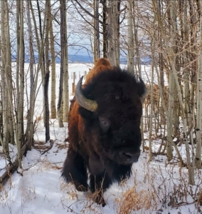 Eagle’s Wing Ranch | Coalmont Colorado | Fay Ranches