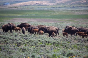 Eagle’s Wing Ranch | Coalmont Colorado | Fay Ranches