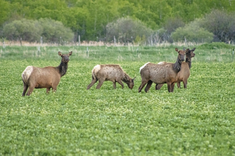 Springhill 40 | Bozeman Montana | Fay Ranches