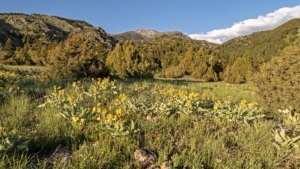 Springhill 40 | Bozeman Montana | Fay Ranches
