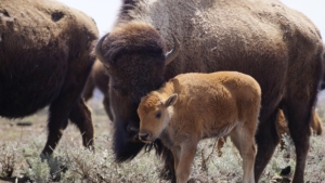Eagle’s Wing Ranch | Coalmont Colorado | Fay Ranches