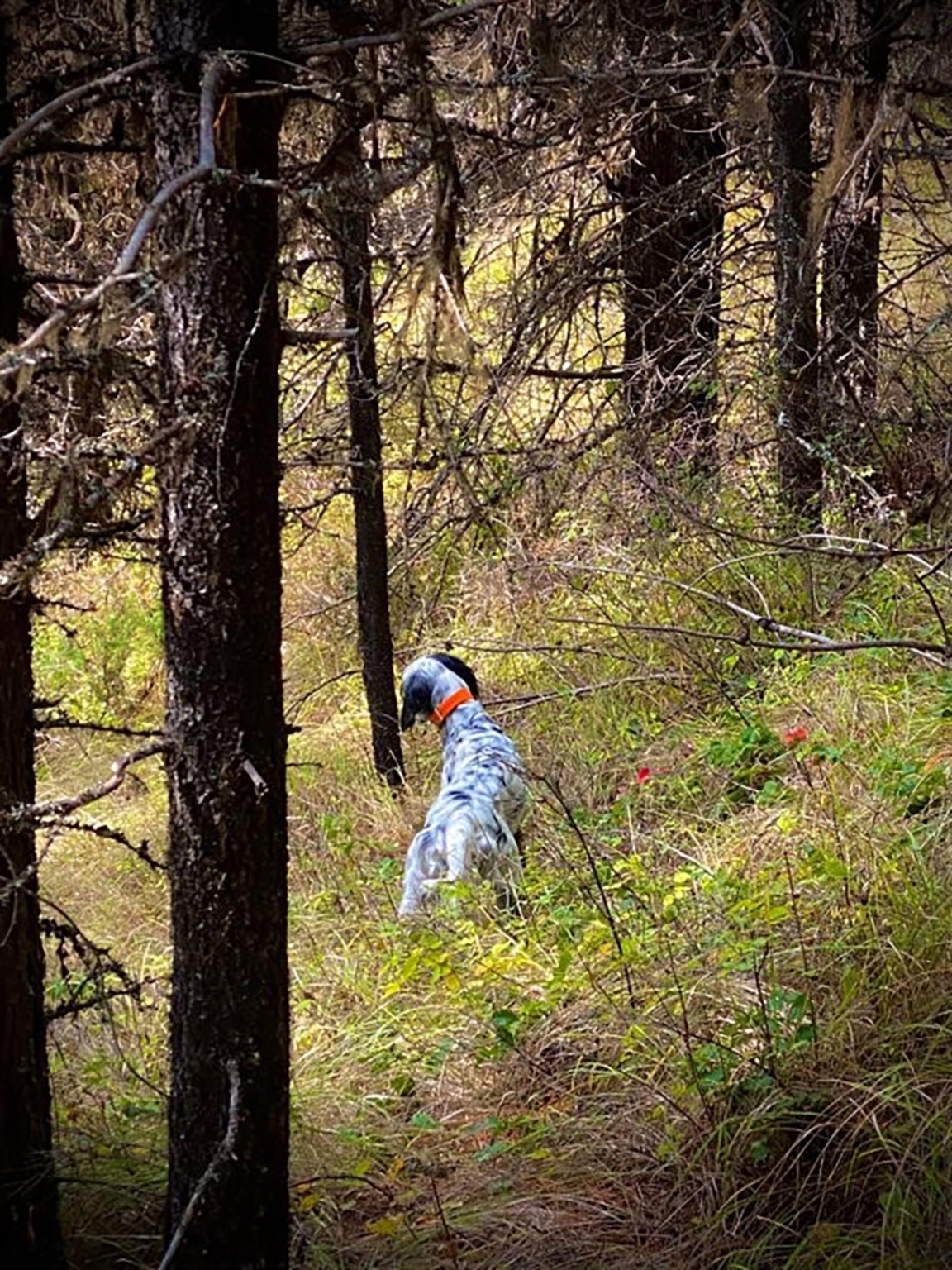 Linehan Outfitting | Libby Montana | Fay Ranches