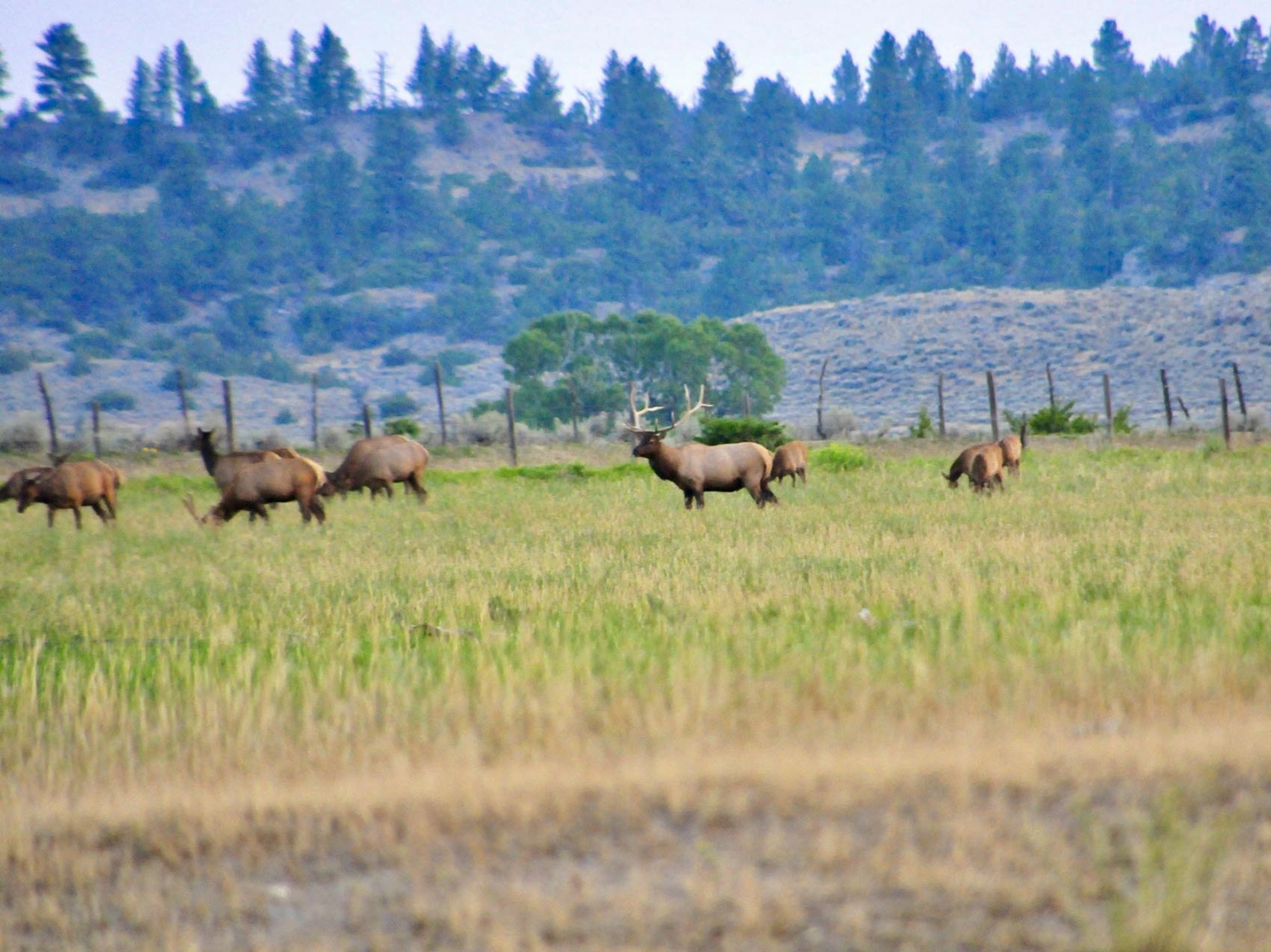 Sweet Grass Valley Ranch | Big Timber Montana | Fay Ranches