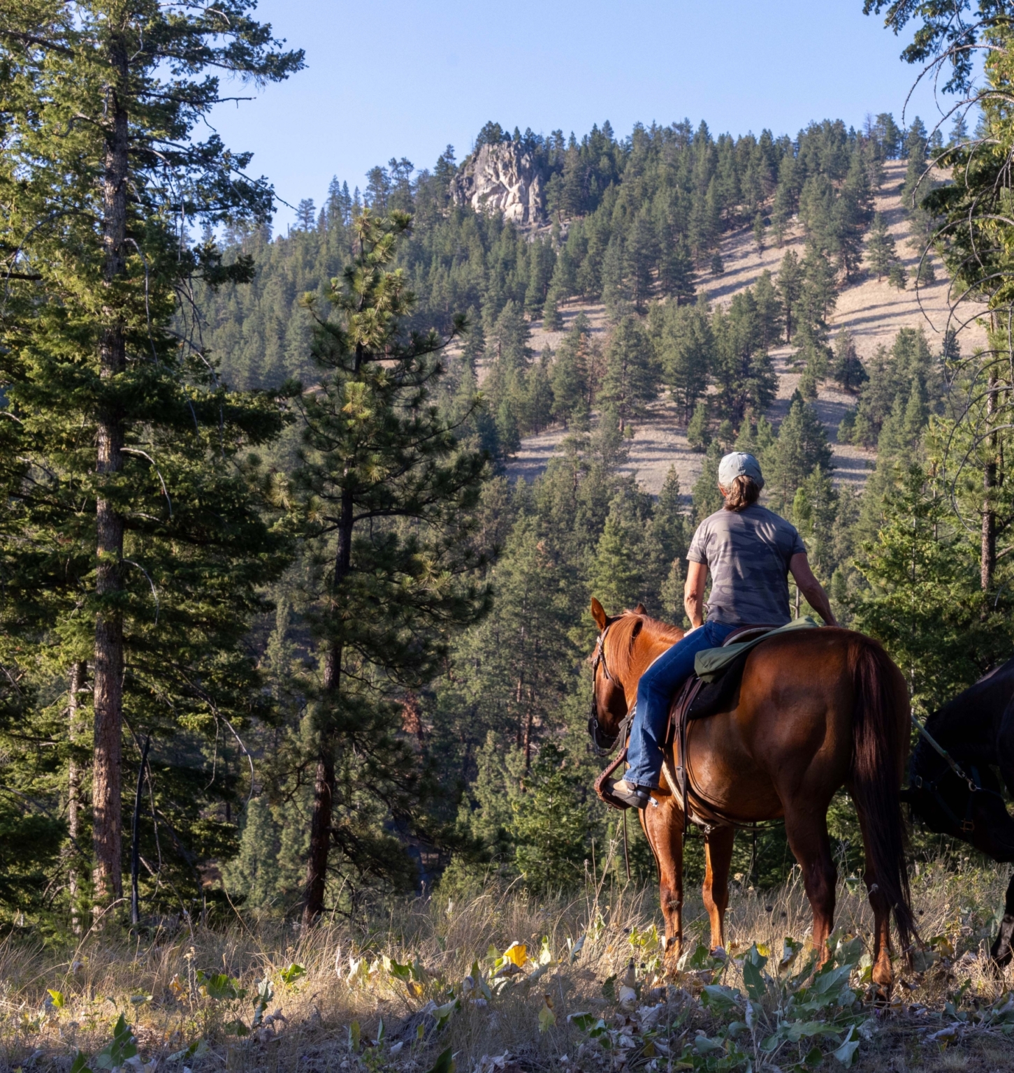 The Bitterroot Highlands at Willow Creek | Corvallis Montana | Fay Ranches