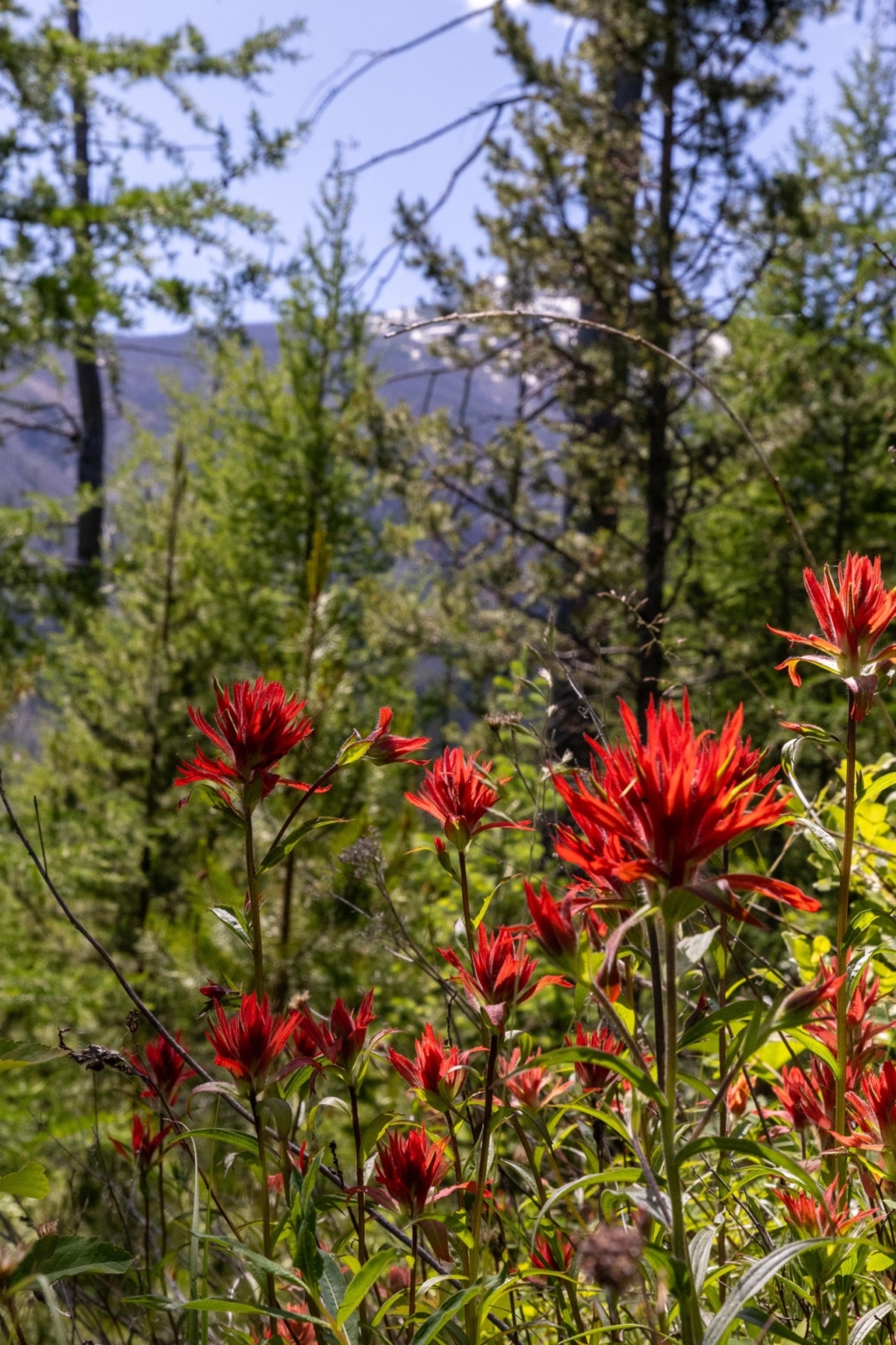 Lolo Peak Shadows | Lolo Montana | Fay Ranches