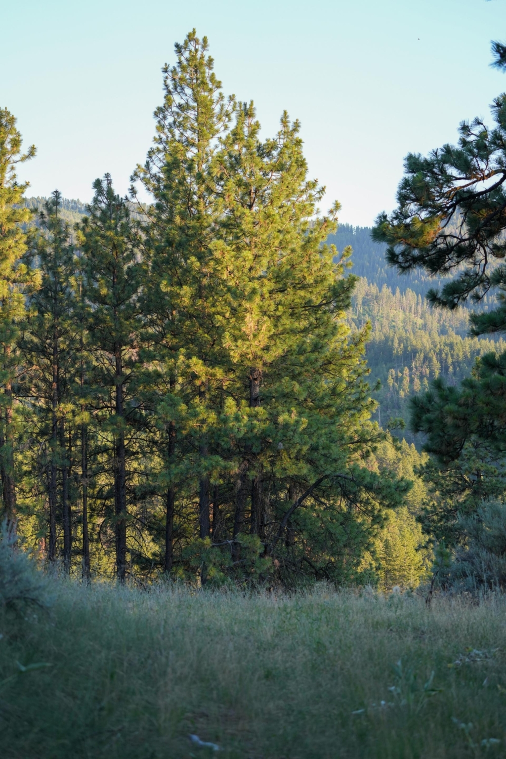 The Bitterroot Highlands at Willow Creek | Corvallis Montana | Fay Ranches