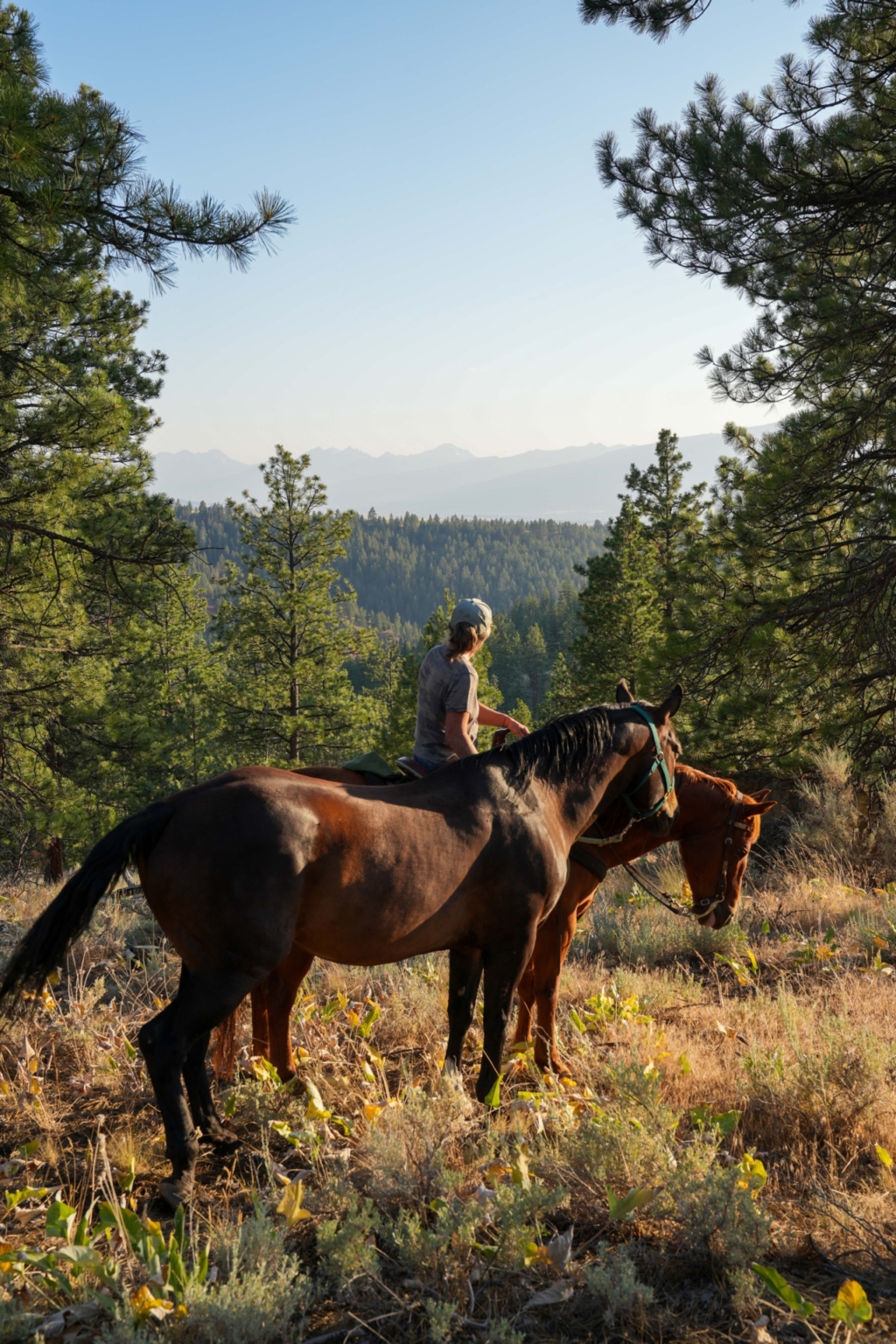 The Bitterroot Highlands at Willow Creek | Corvallis Montana | Fay Ranches