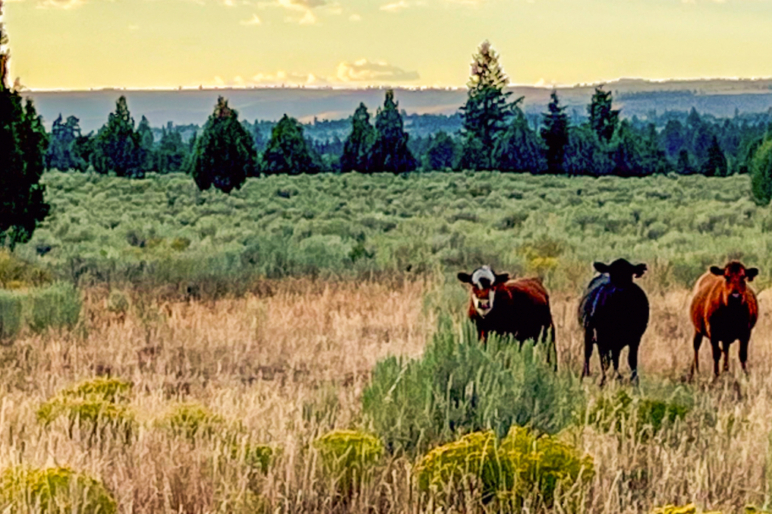 Idaho Ranch Land Properties For Sale | Fay Ranches