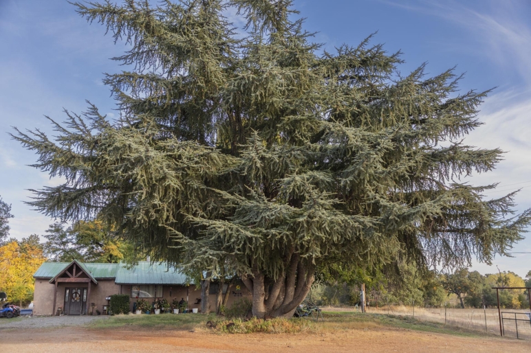 Bowman Place | Cottonwood California | Fay Ranches