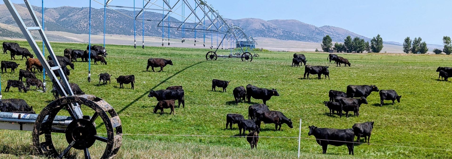 Flying H Ranch | Downey Idaho | Fay Ranches